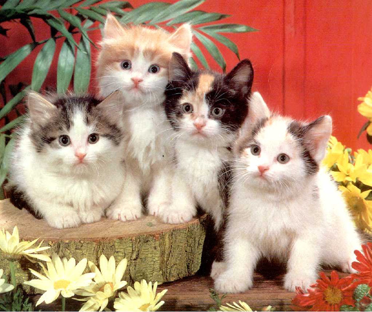 gatitos: gatitos tiernos